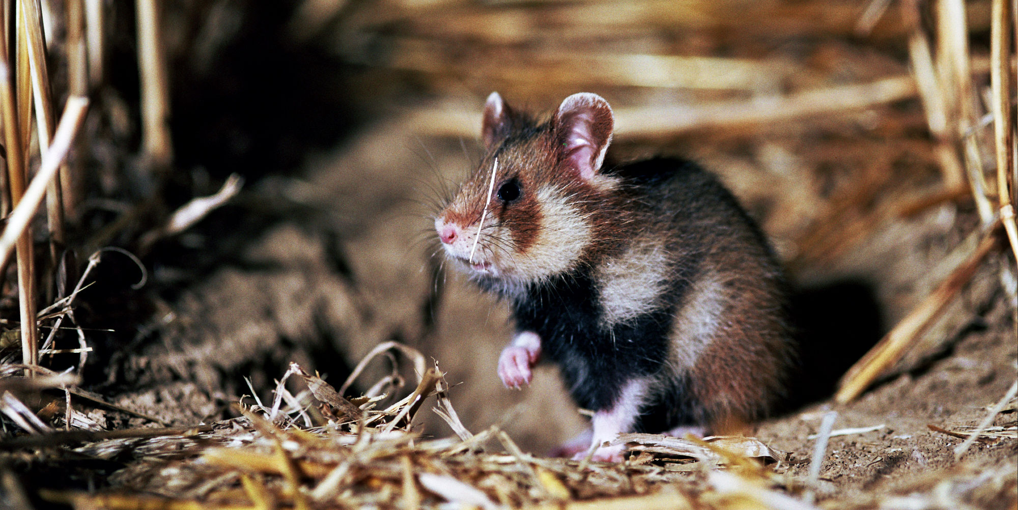 Grand Hamster : Barbara Pompili souhaite une zone prioritaire pour la ...