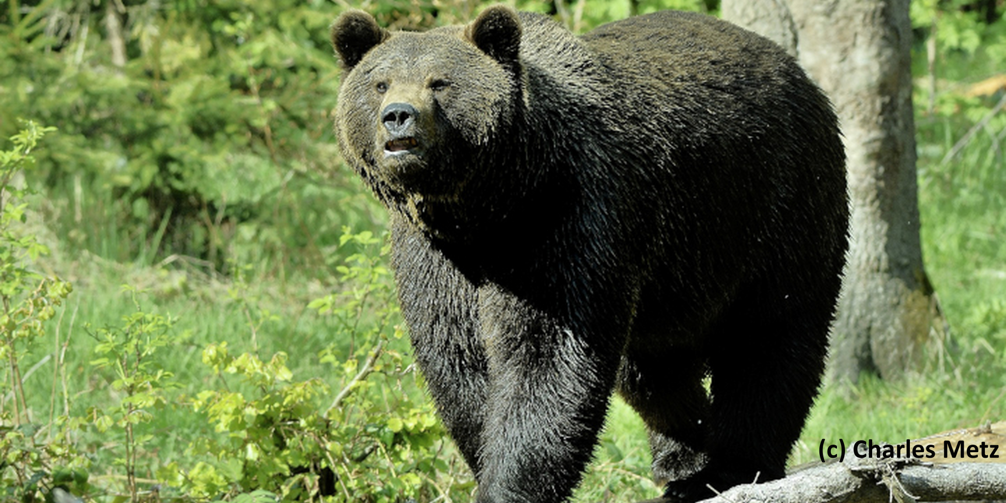 La commission presse la France de sauver l'ours des Pyrénées | France ...