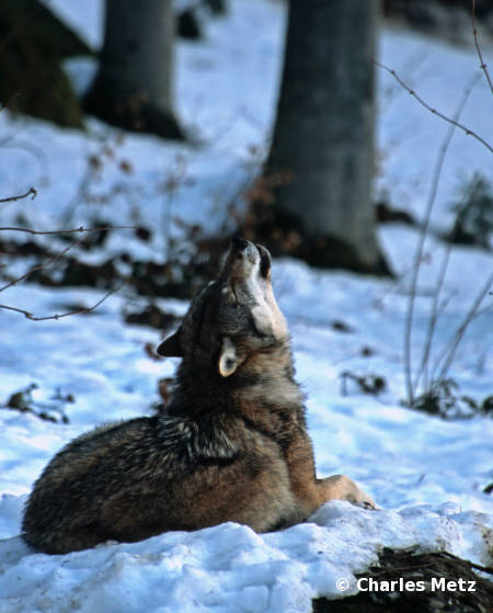 Hurler aux loups... pour mieux les compter | France Nature Environnement