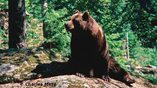 Ours des Pyrénées : de nouvelles images des ours en action | France ...