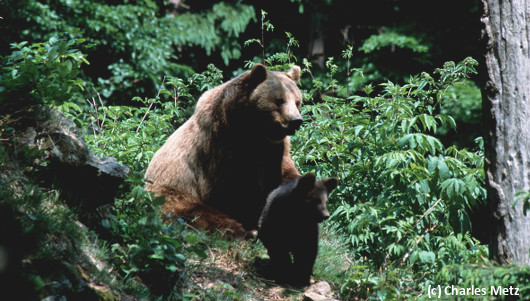 Un ourson en Aragon | France Nature Environnement