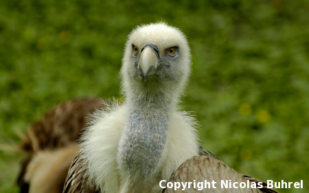 Le vautour allié des éleveurs | France Nature Environnement