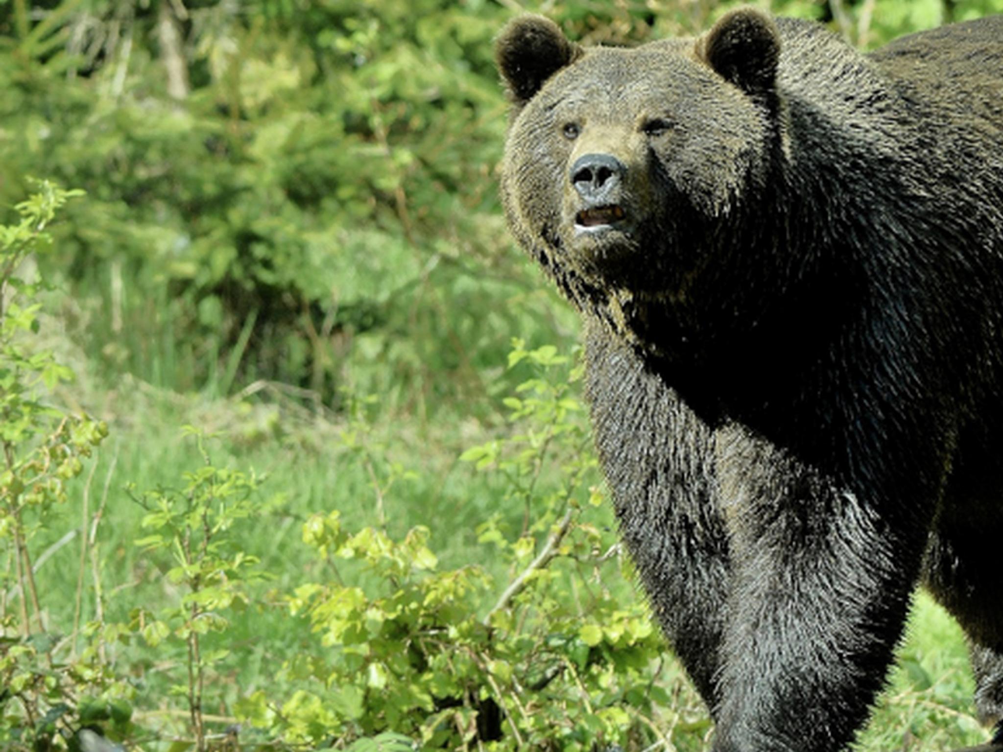 La commission presse la France de sauver l'ours des Pyrénées | France ...