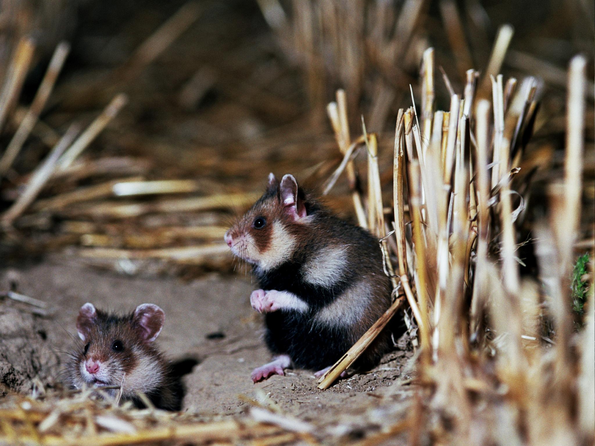 Le Grand Hamster, un rongeur hors du commun | France Nature Environnement