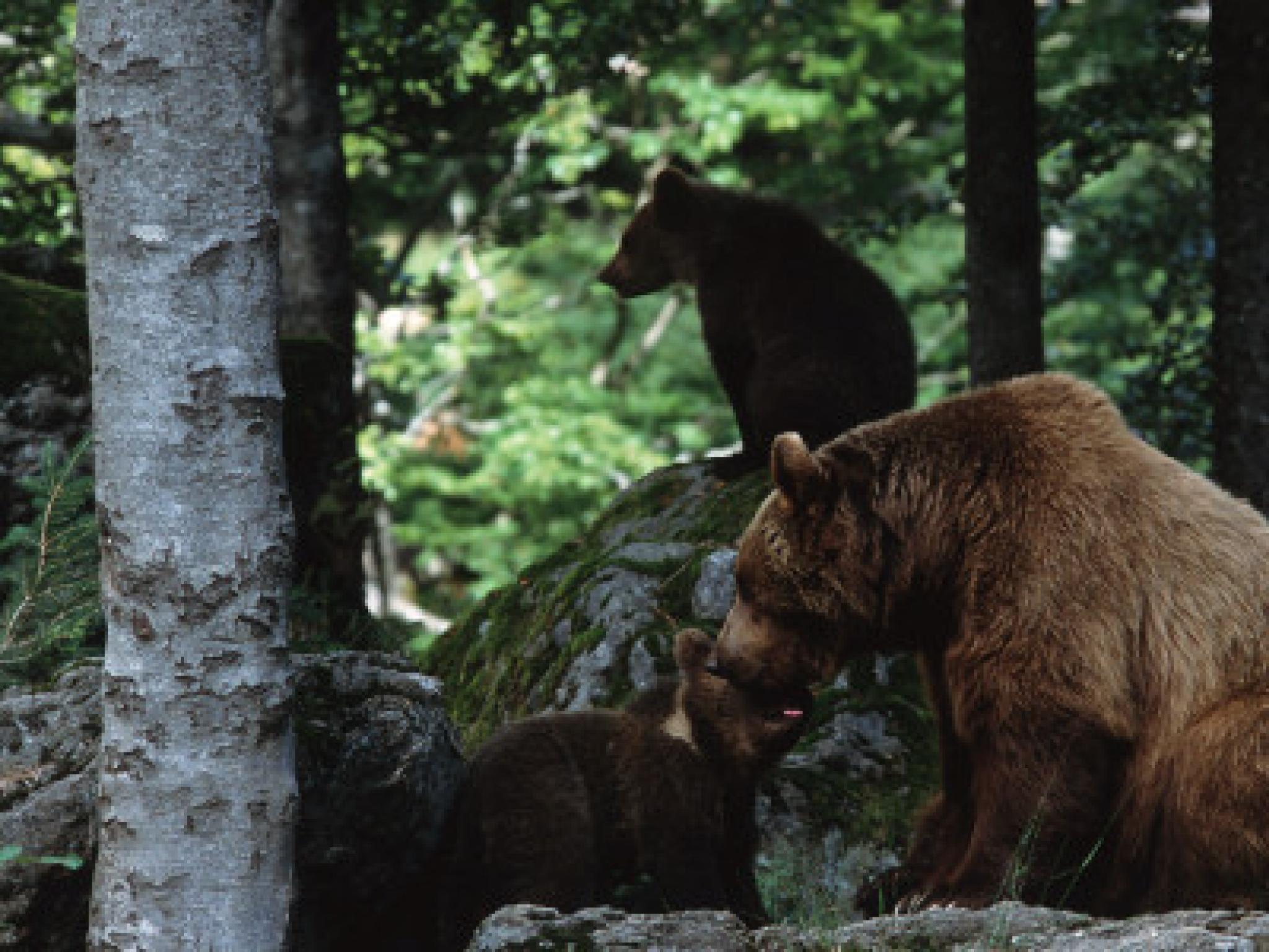 Naissance chez les ours des Pyrénées | France Nature Environnement