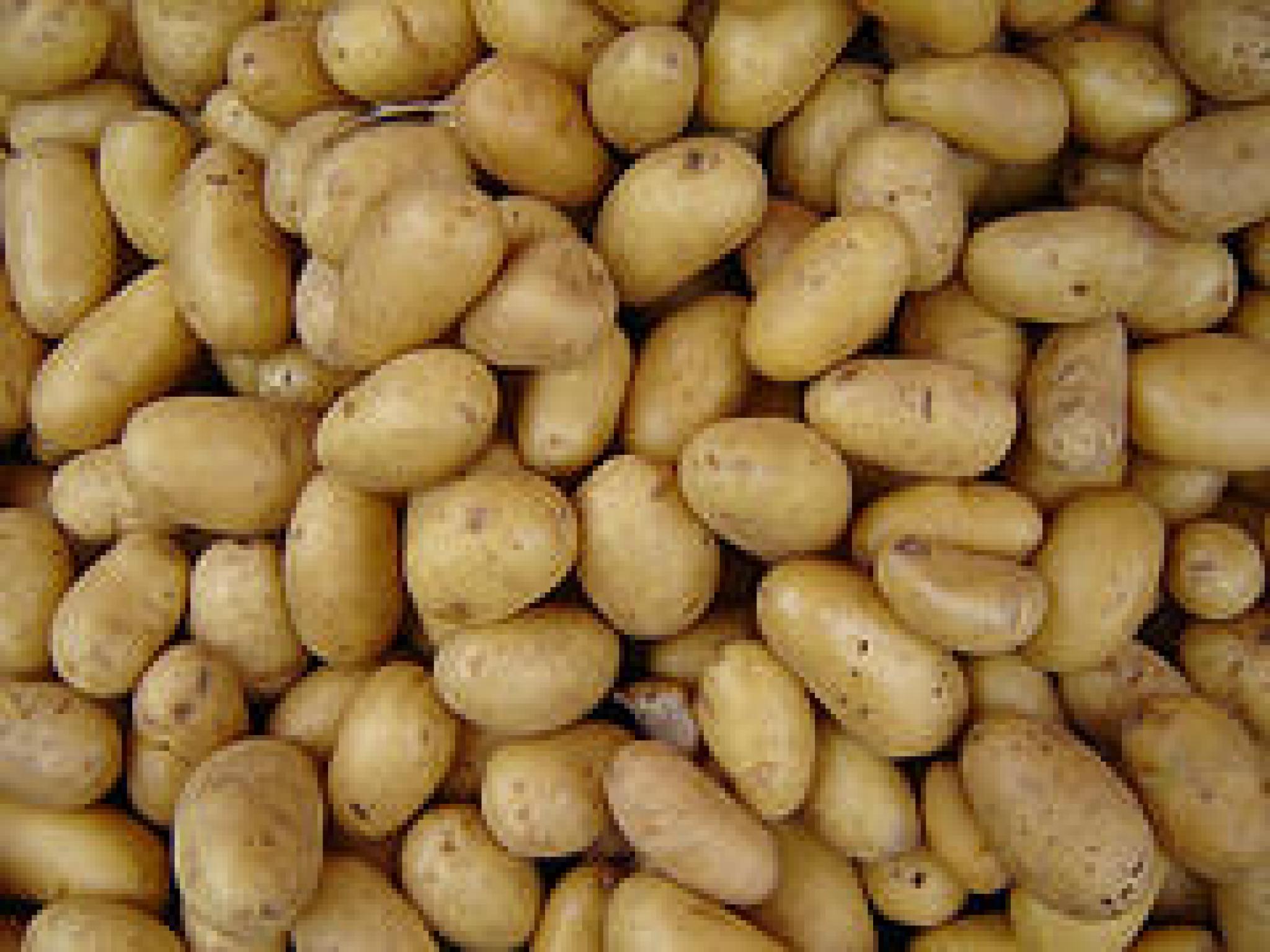 Pomme de terre Amflora : la Commission européenne à nouveau prise en défaut en matière d’OGM ...