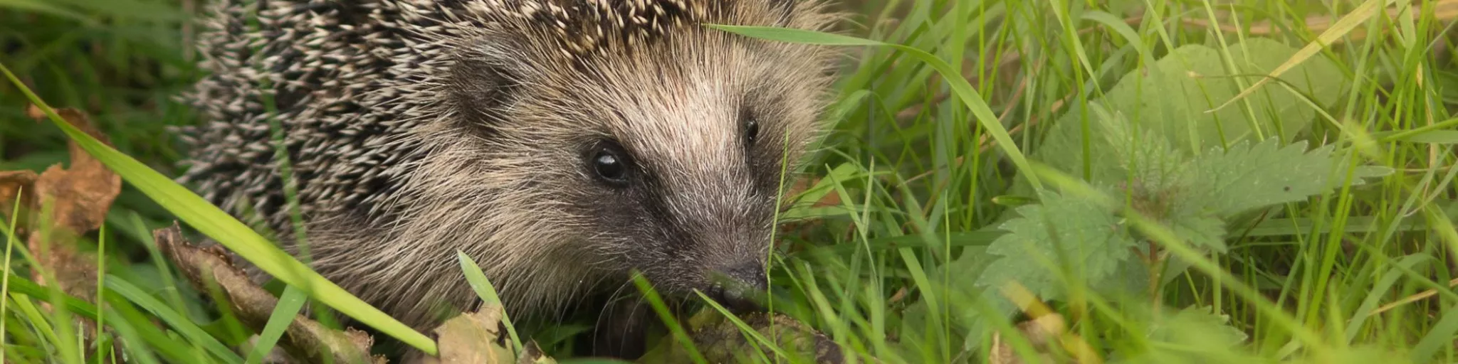 Recevez nos conseils 100% piquants sur le hérisson | France Nature ...