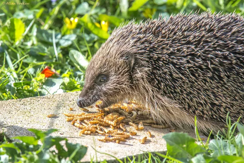 Tout savoir sur le hérisson et comment le protéger | France Nature ...